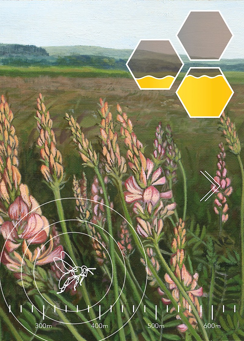 Wildbienen - Unermüdliche Sammler? – Knowledge Visualization ZHdK