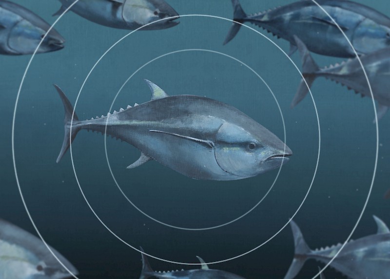 Eine sensible Welt der Sinne – Knowledge Visualization ZHdK