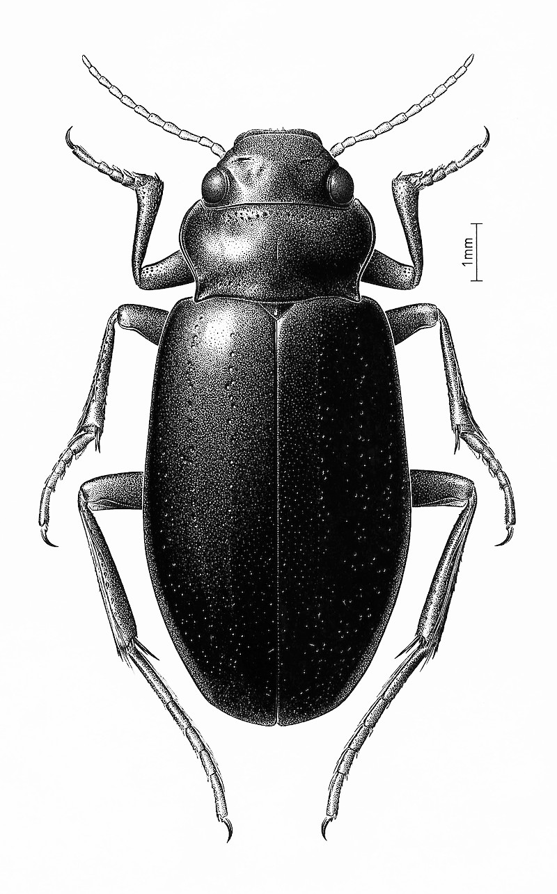 Armin Coray erhält die Ehrendoktorwürde der Universität Basel ...