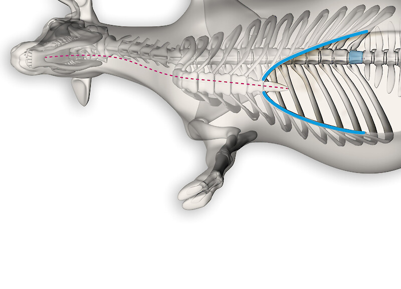 Virtuelles Erlernen der Sektion am Rind – Knowledge Visualization ZHdK