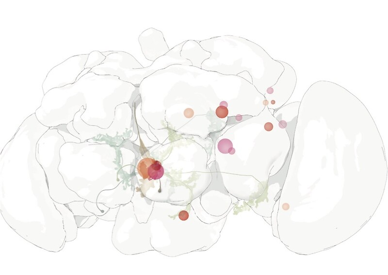 Visualisierung eines Neuronalen Atlas – Knowledge Visualization ZHdK