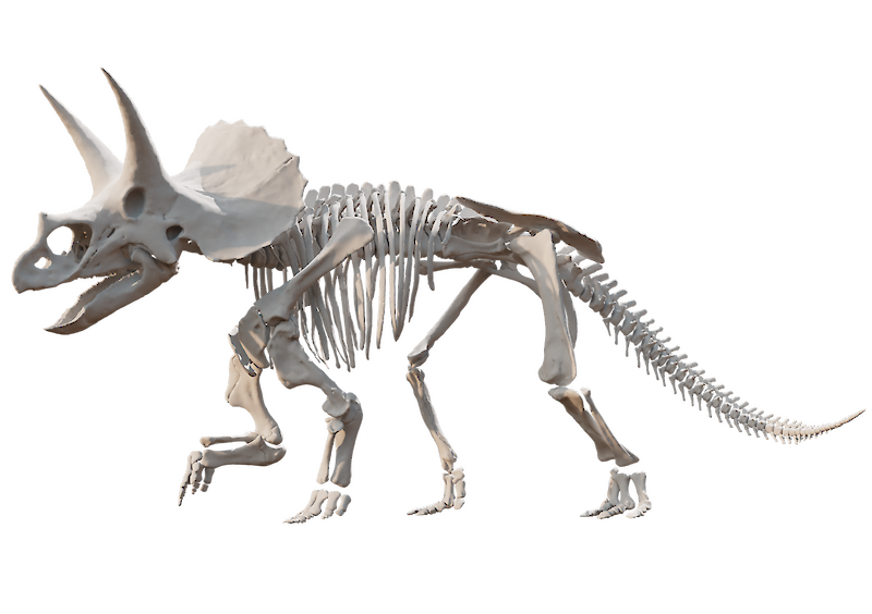 Tales of Bones – Knowledge Visualization ZHdK