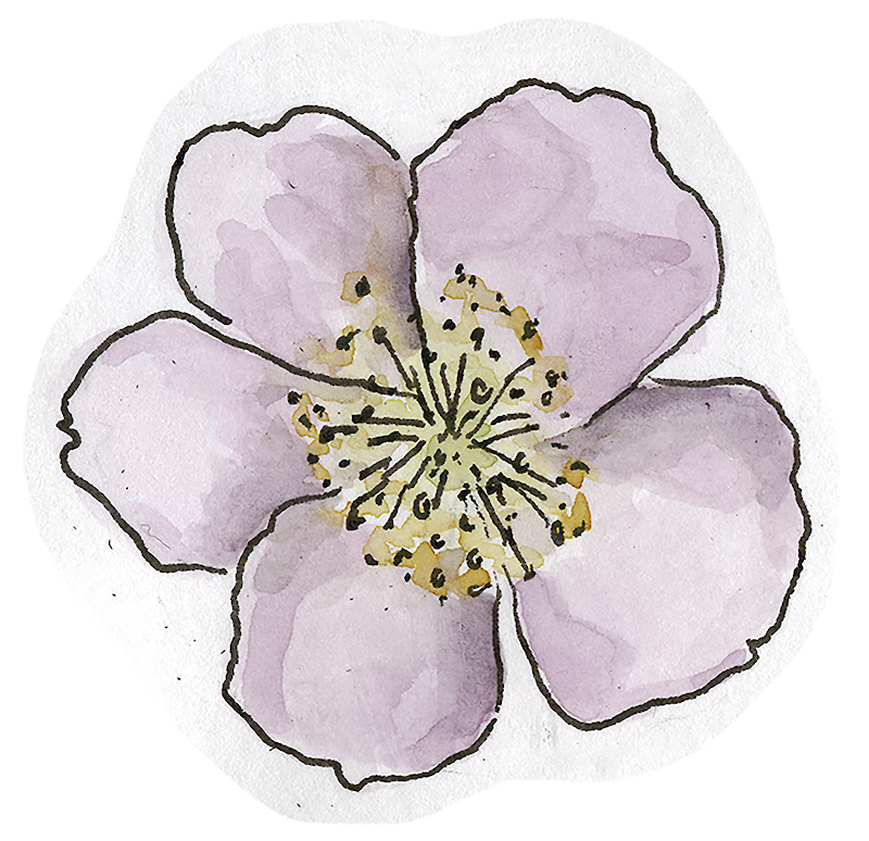 Wald, oh Wald – Knowledge Visualization ZHdK